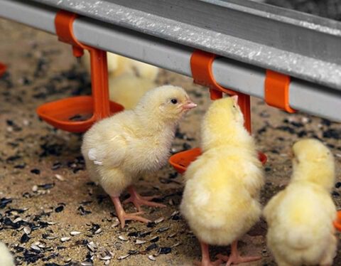 Factors affecting the feed intake of chickens - Epol | The Perfect Balance