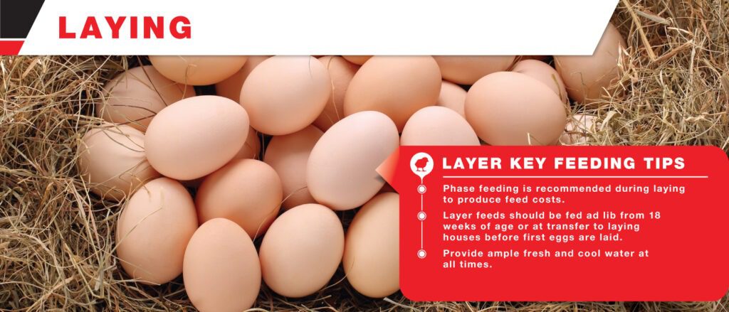 From Rearing To Laying Your Chicks Need All The Health They Can Get