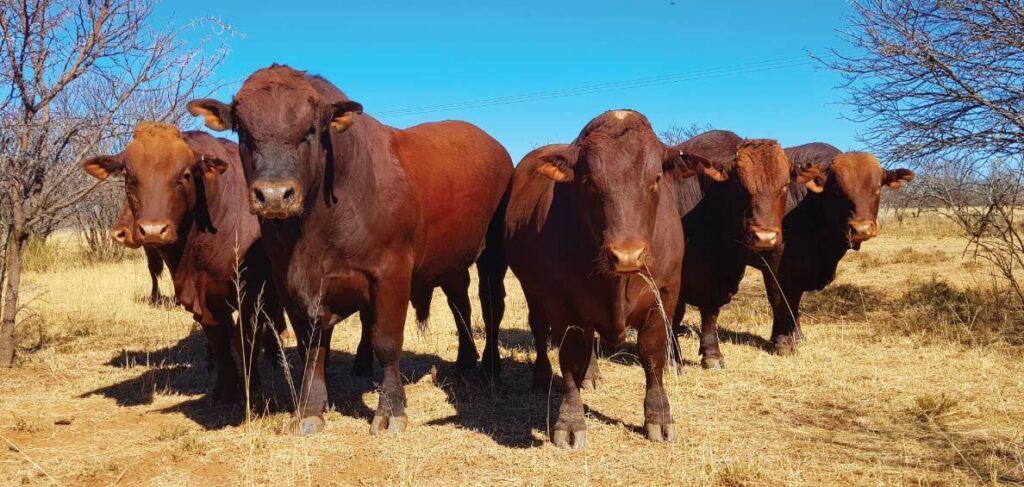 Cow Maturity Archives | Epol