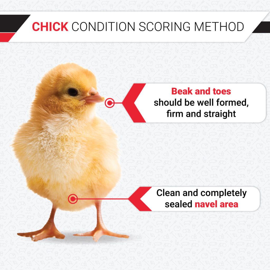 Want to learn what chick scoring is? Look no feather! | Epol