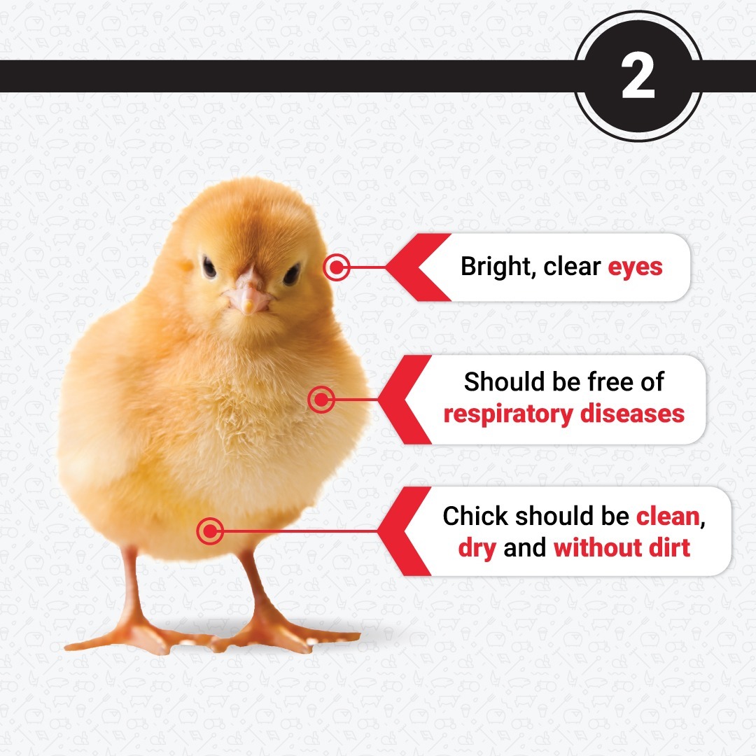 Want to learn what chick scoring is? Look no feather! | Epol