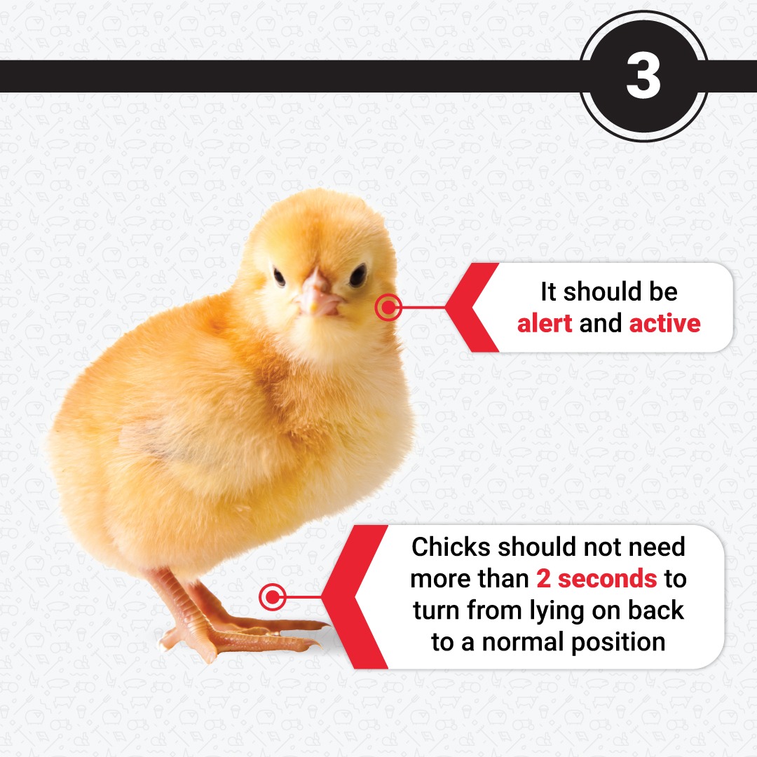 Want to learn what chick scoring is? Look no feather! | Epol