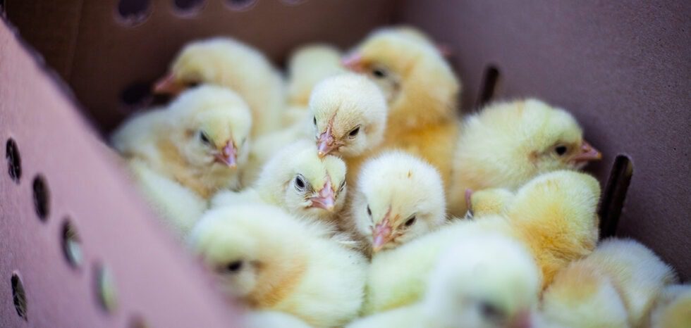 Poultry vaccinations: Here's what you need to know - Epol - The perfect ...