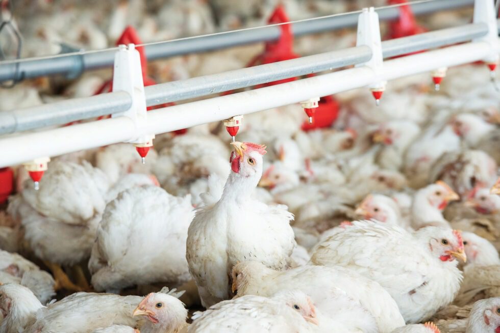 Home - Epol - The perfect balance in animal feed