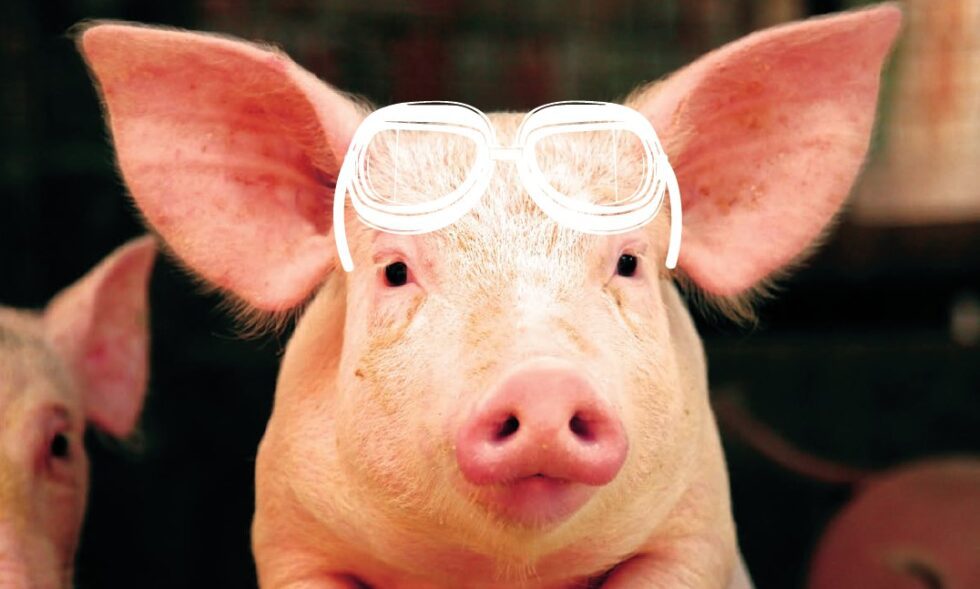 Home - Epol - The perfect balance in animal feed